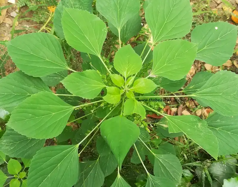 Top 5 Kuppaimeni Benefits For Face and Hair (Acalypha Indica)